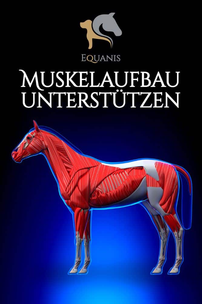 Trainingsplan Muskelaufbau Pferd - So geht es richtig