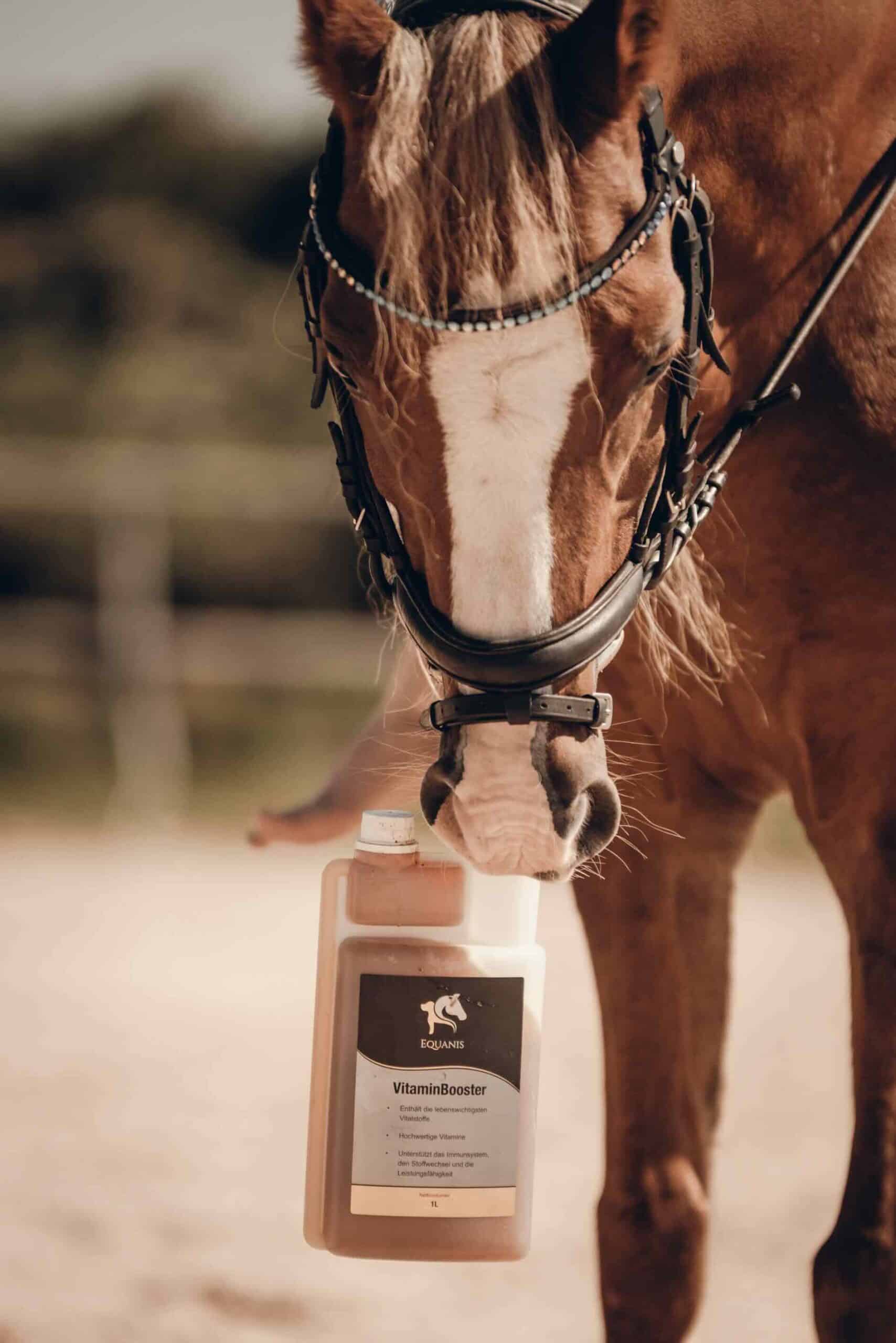 Raspe Pferd - Behandlungstipps, Symtome und Hausmittel